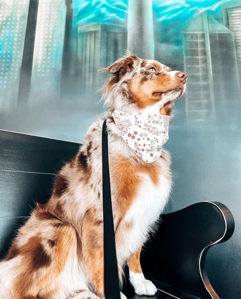 Swag PetGrooming – Because Every Pooch Deserves To Be Pampered